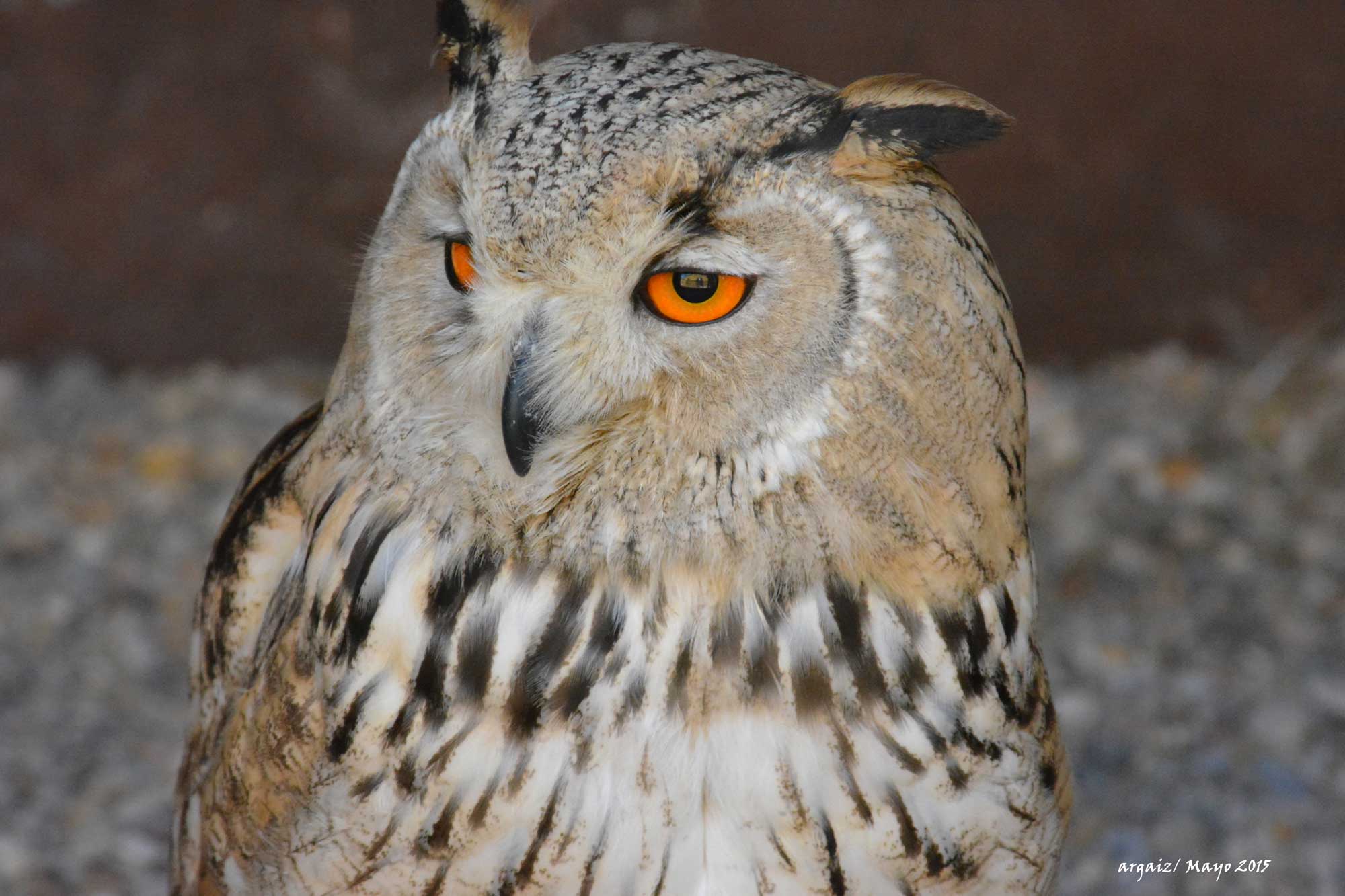 Nuestros búhos - Tierra rapaz